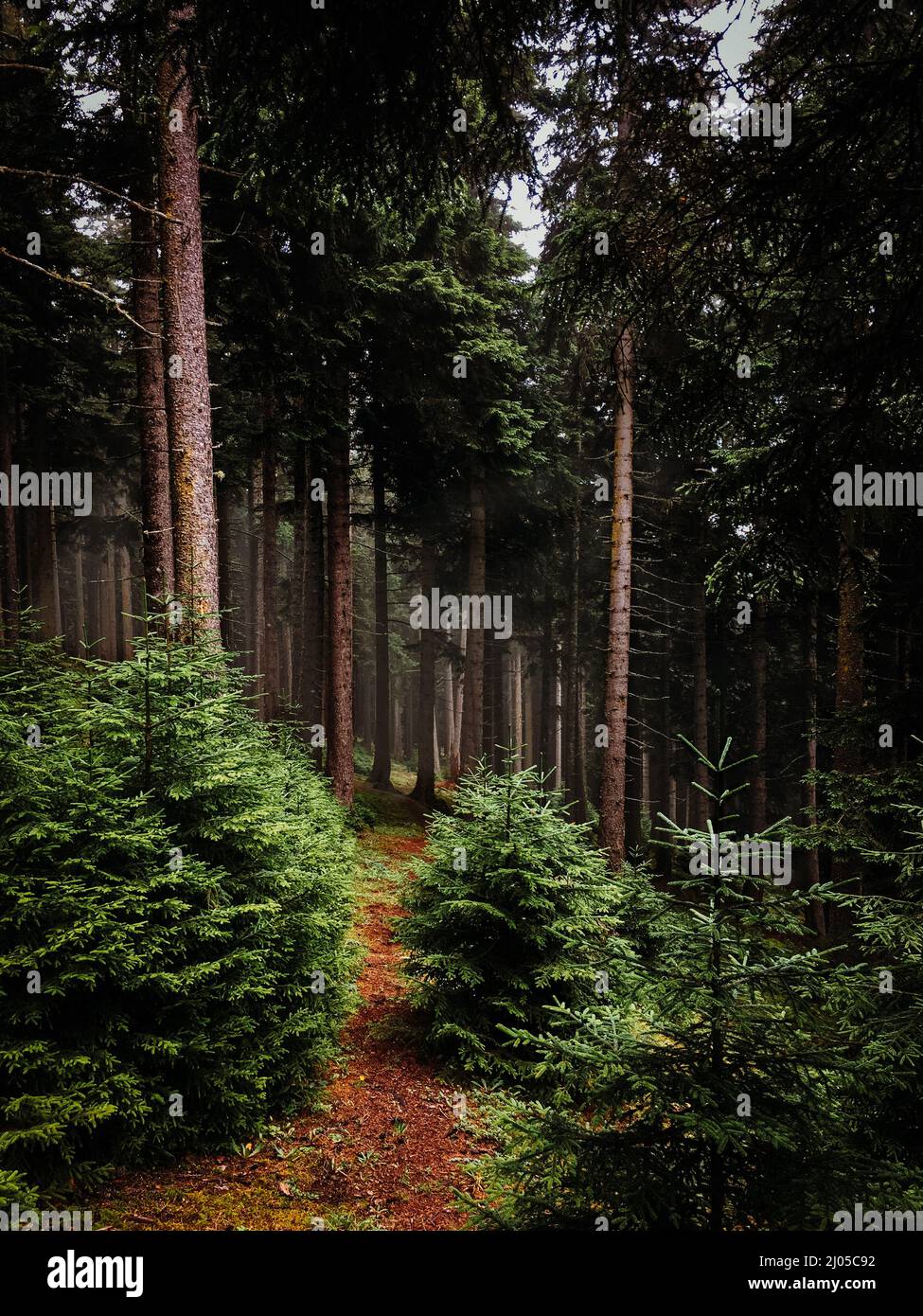 The deep dark wood hi-res stock photography and images - Alamy