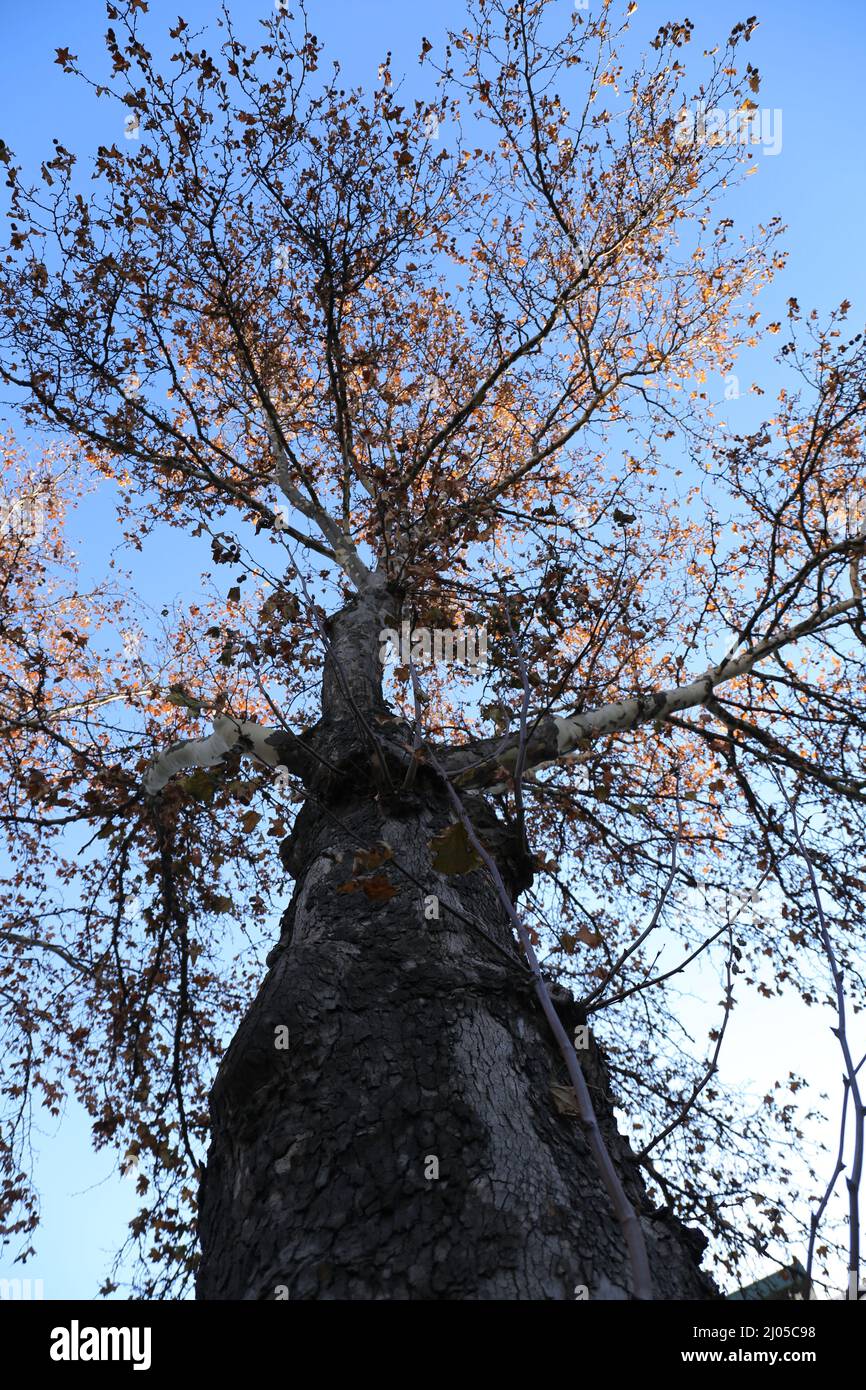 Nature Landscape Park Trees Birds Background Stock Photo - Alamy