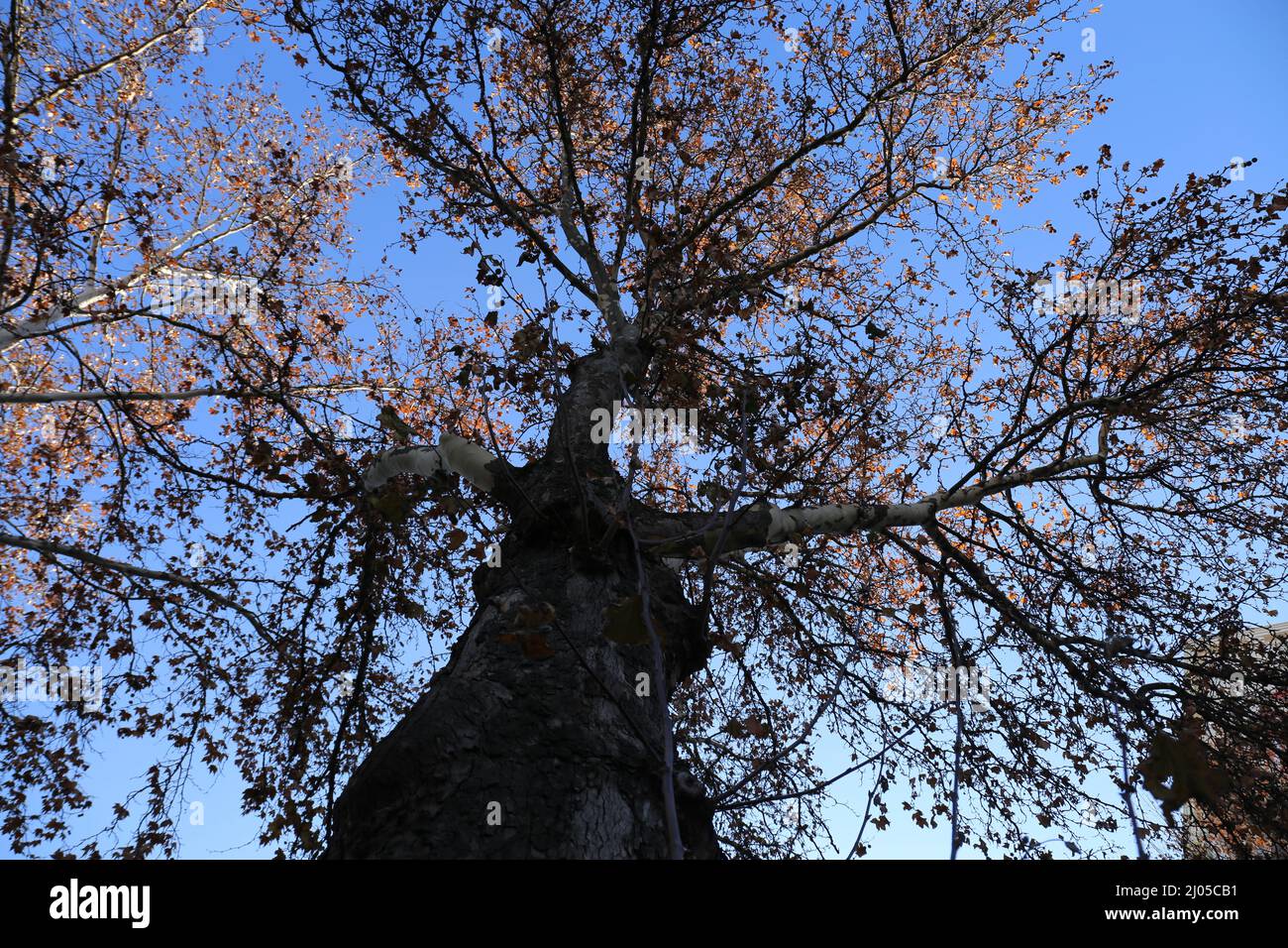 Nature Landscape Park Trees Birds Background Stock Photo - Alamy
