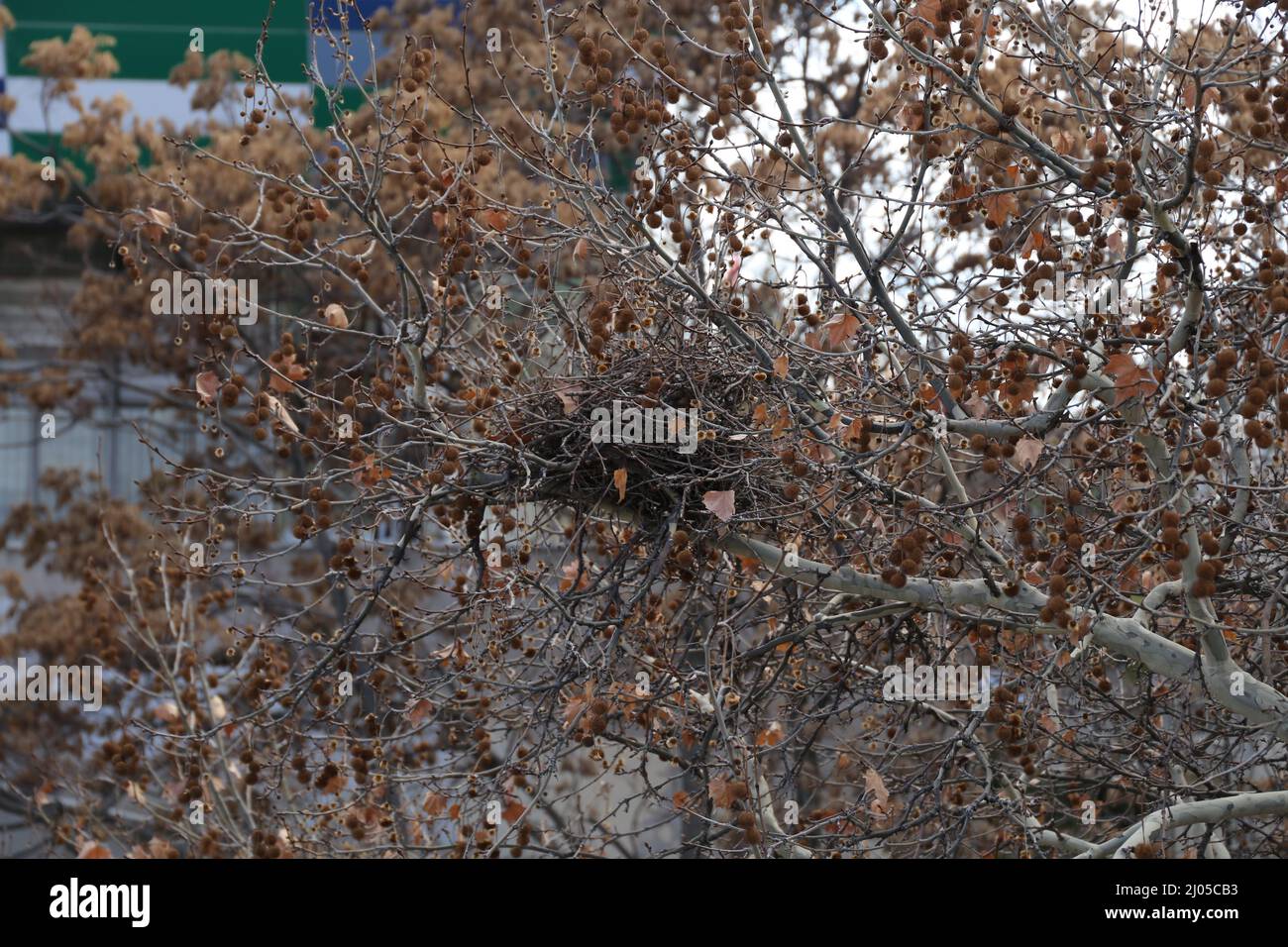 Nature Landscape Park Trees Birds Background Stock Photo - Alamy