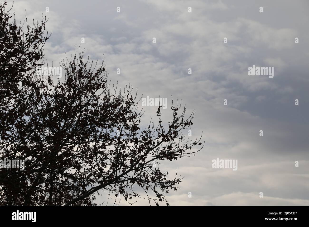 Nature Landscape Park Trees Birds Background Stock Photo - Alamy