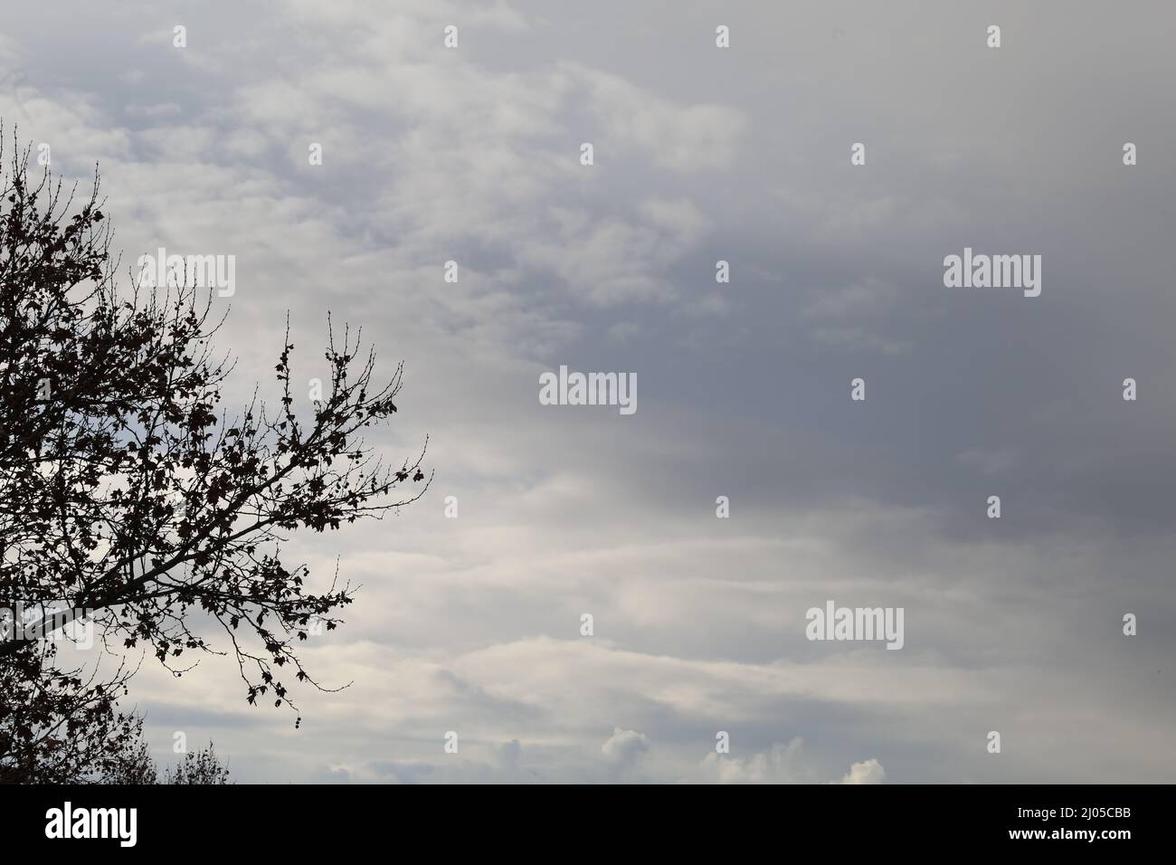 Nature Landscape Park Trees Birds Background Stock Photo - Alamy