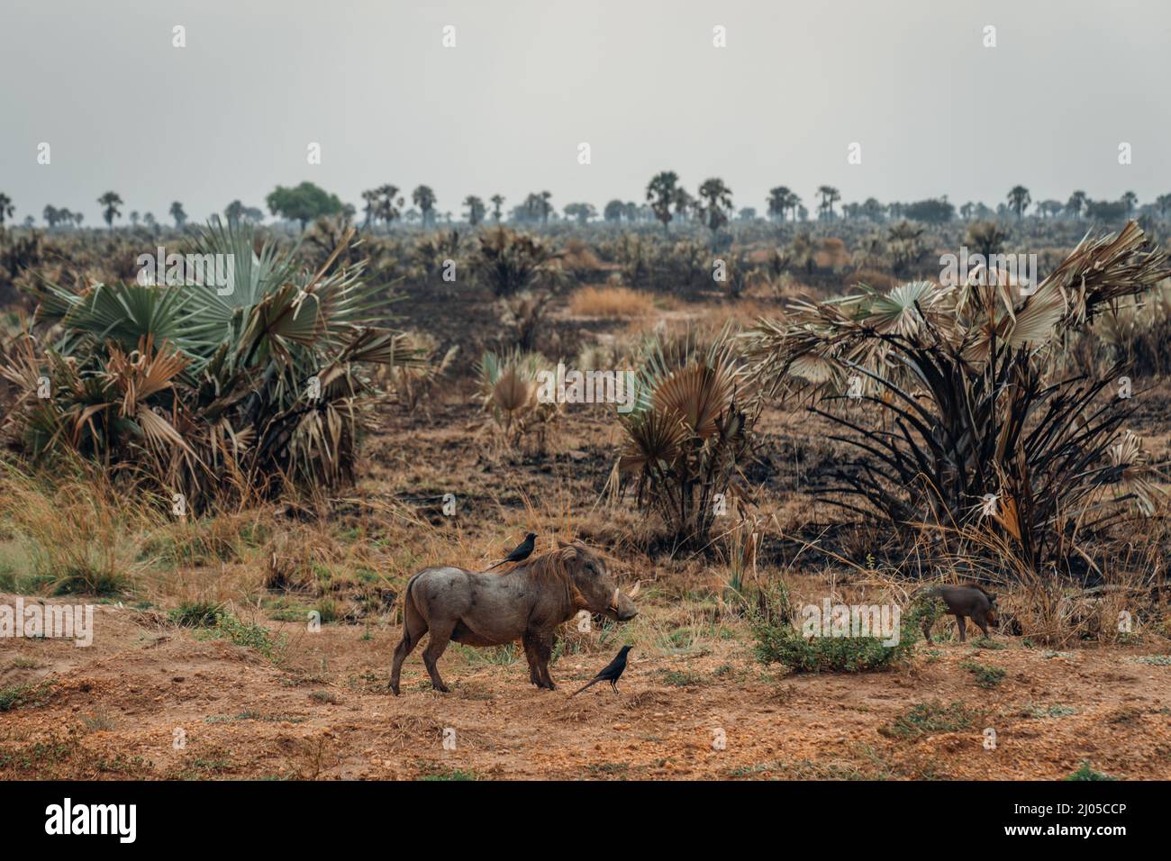 Closeup of a warthog with a bird on its back in a safari Stock Photo ...
