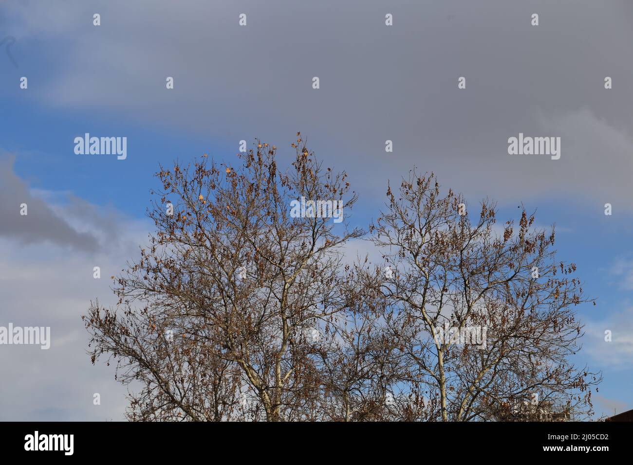 Nature Landscape Park Trees Birds Background Stock Photo - Alamy