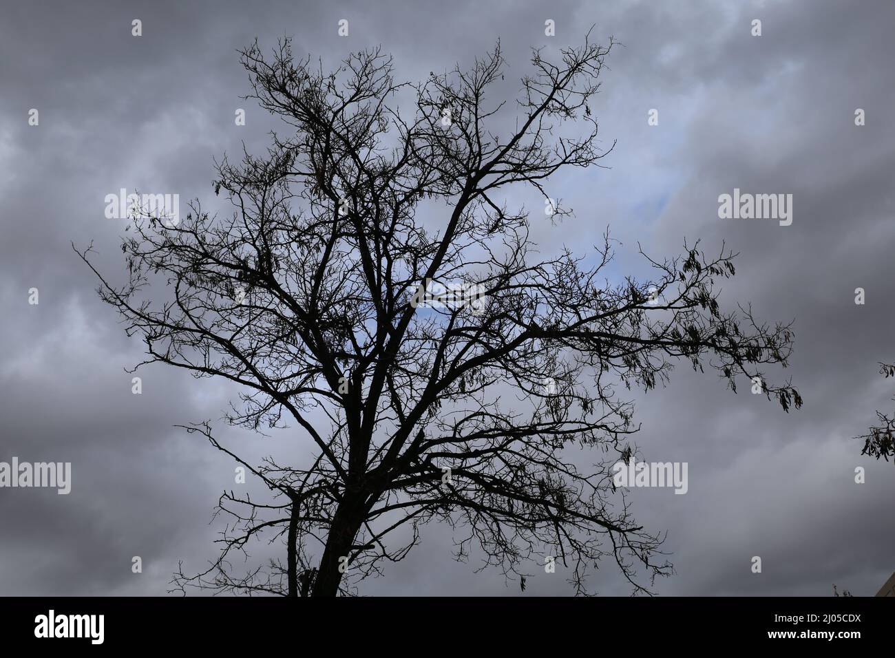 Nature Landscape Park Trees Birds Background Stock Photo - Alamy