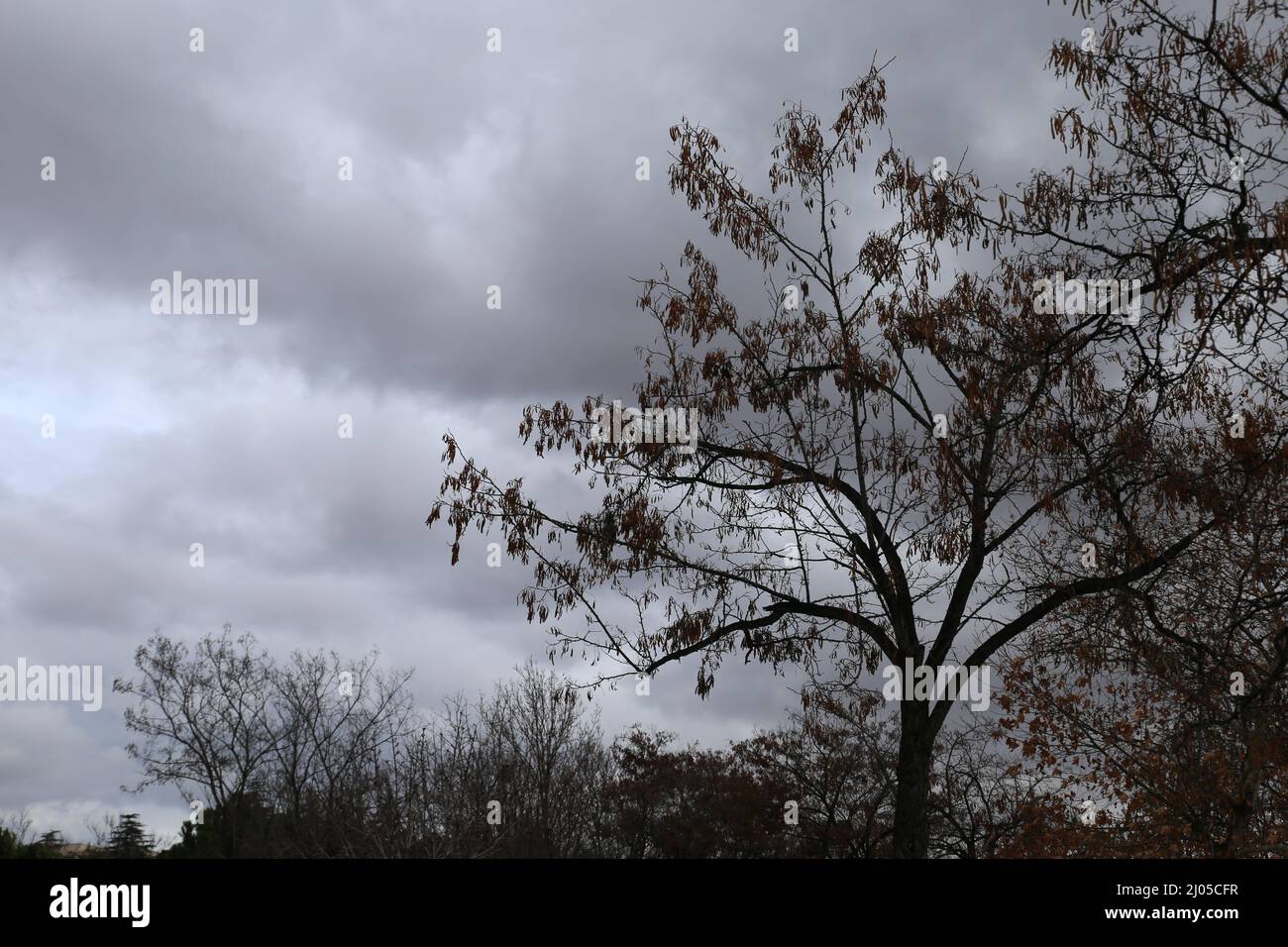 Nature Landscape Park Trees Birds Background Stock Photo - Alamy