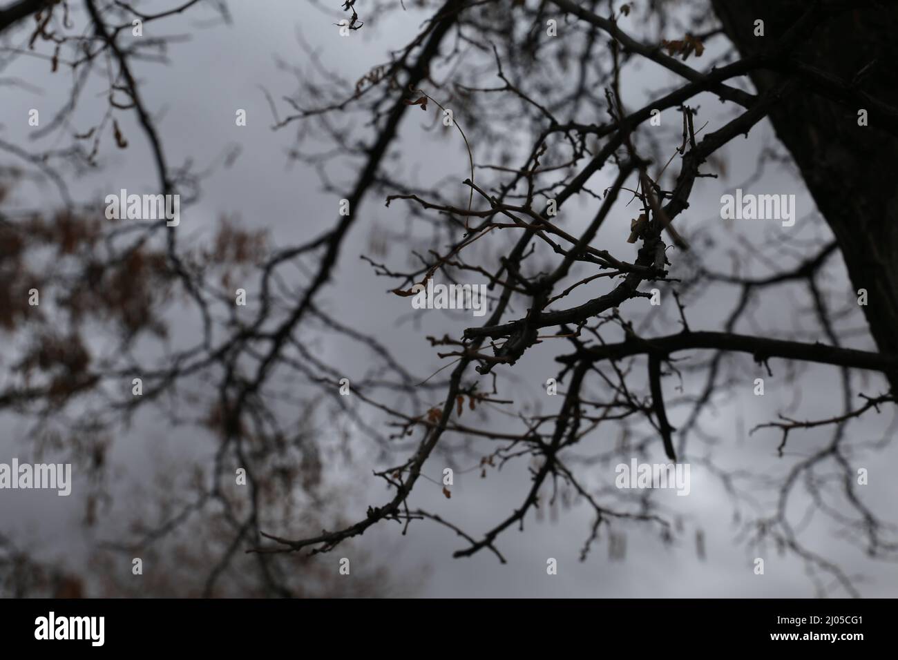 Nature Landscape Park Trees Birds Background Stock Photo - Alamy