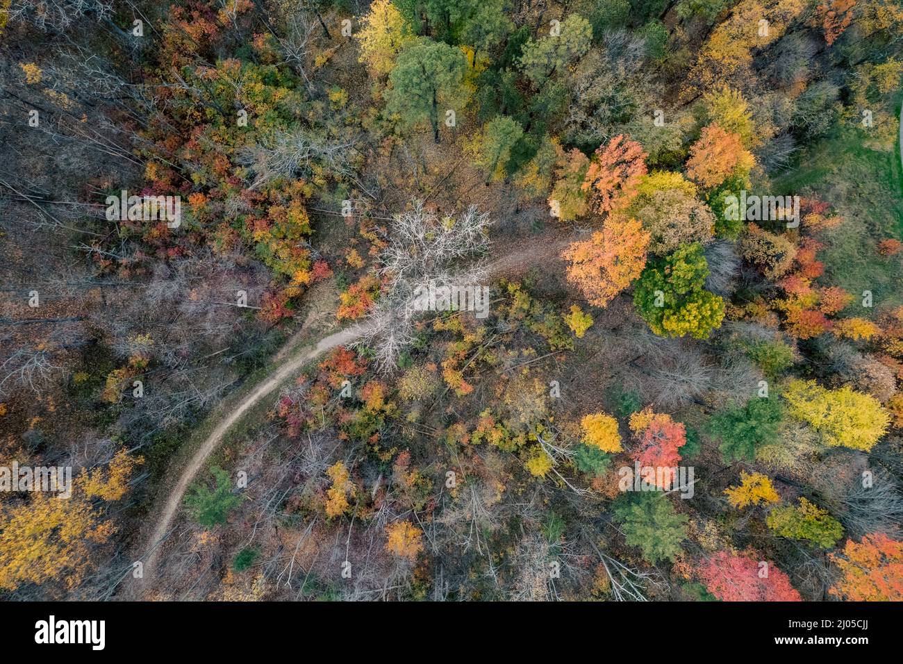 Aerial shot of a road in a dense forest in autumn in Cleveland ...