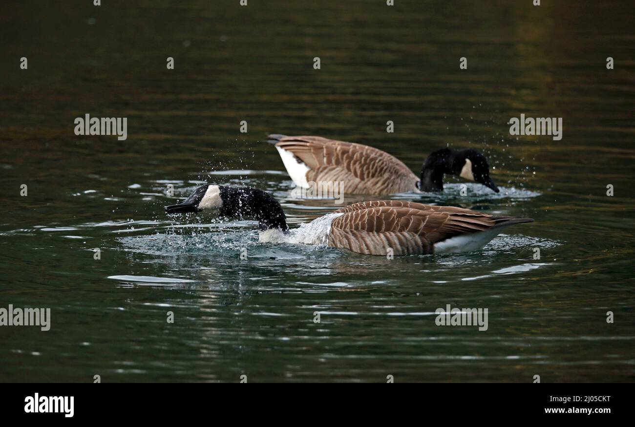 Canada geese preening and bathing in the lake Stock Photo - Alamy