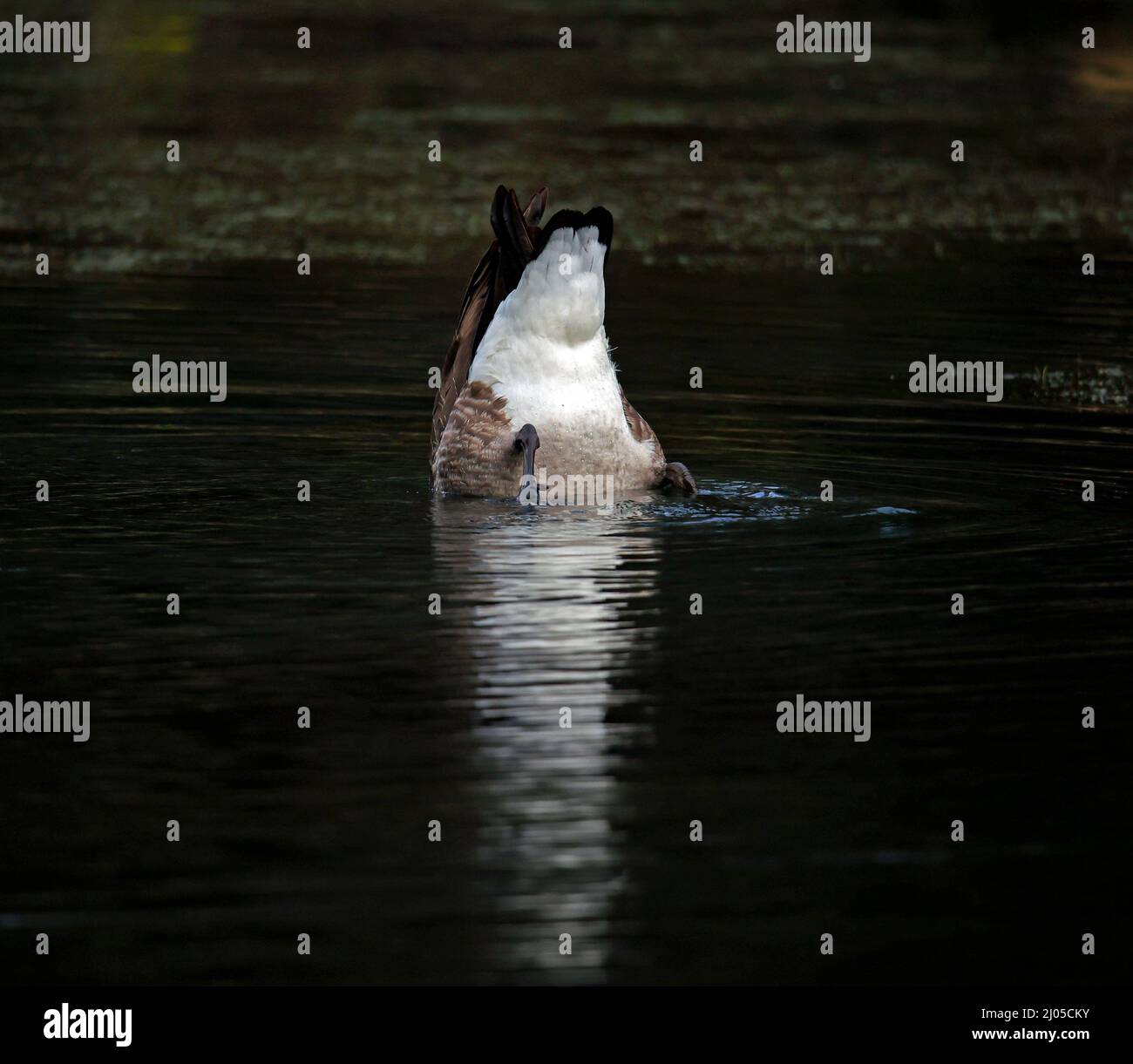 Canada geese preening and bathing in the lake Stock Photo - Alamy