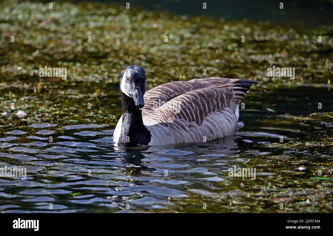Canada geese preening and bathing in the lake Stock Photo - Alamy