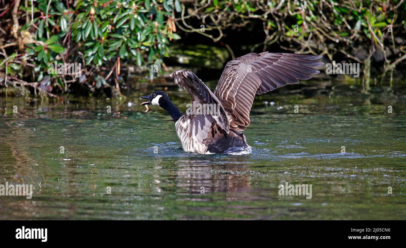 Canada geese preening and bathing in the lake Stock Photo - Alamy