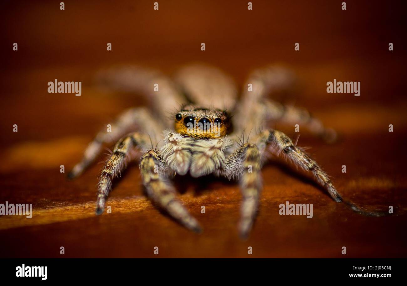 Multiple tiny eyes hi-res stock photography and images - Alamy
