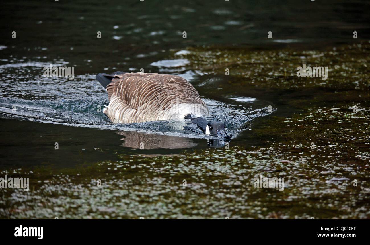 Canada geese preening and bathing in the lake Stock Photo - Alamy