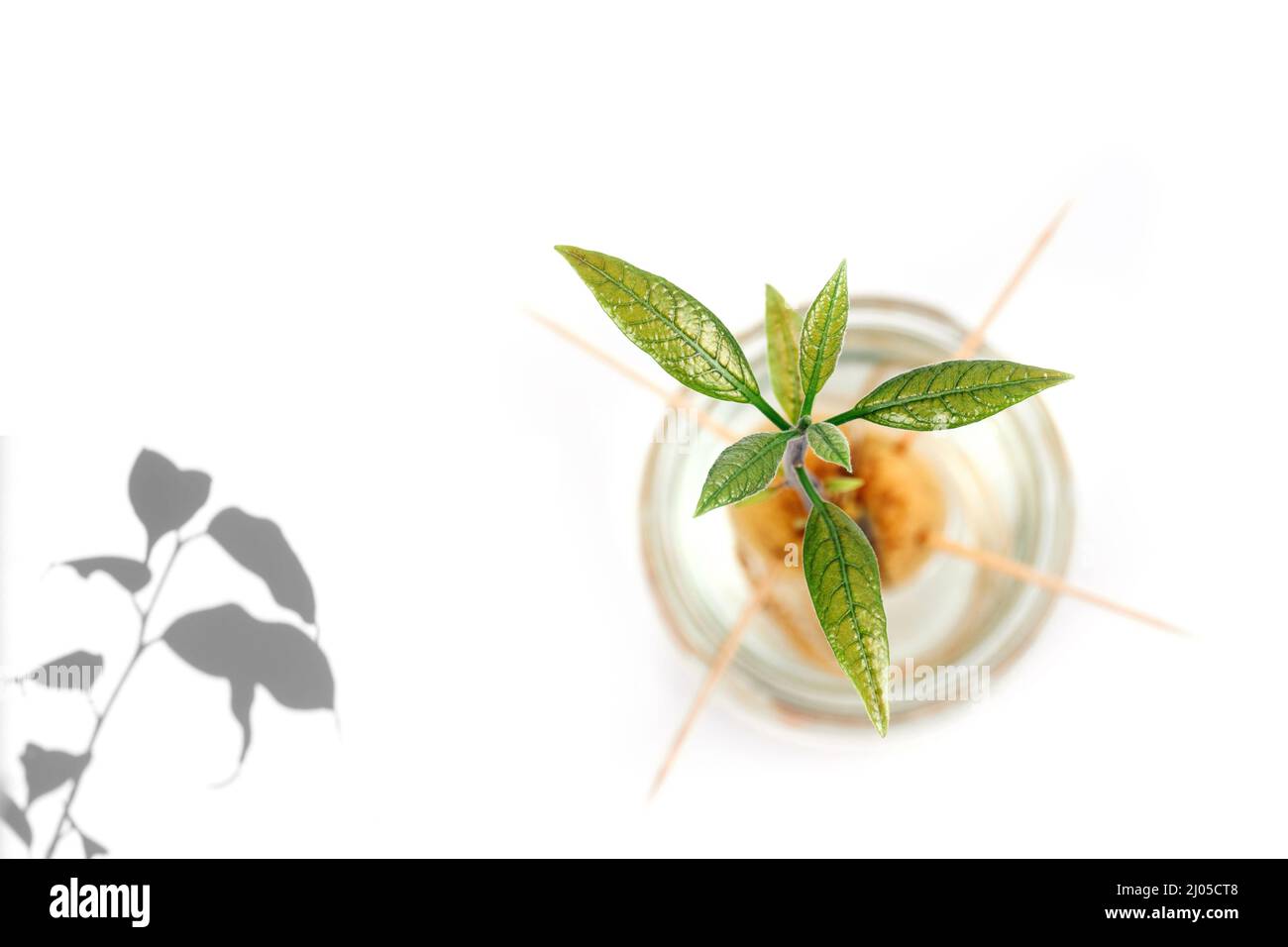 Growing avocados from the stone at home. Shadow of a tree on a white ...