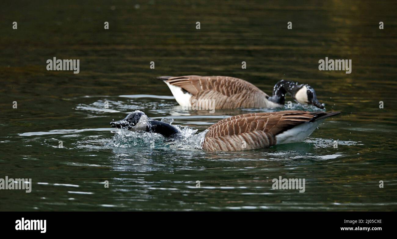 Canada geese preening and bathing in the lake Stock Photo - Alamy