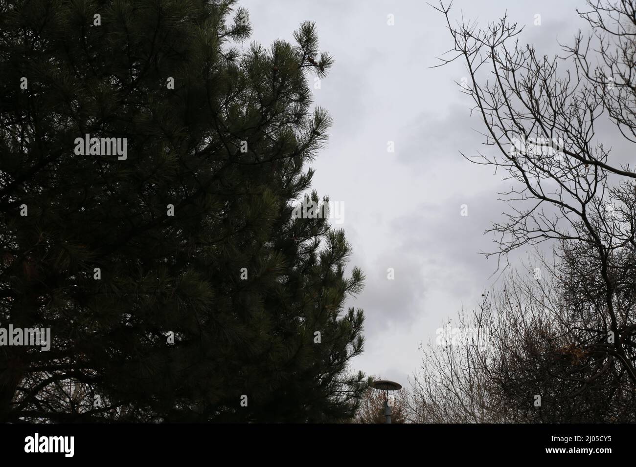 Nature Landscape Park Trees Birds Background Stock Photo - Alamy
