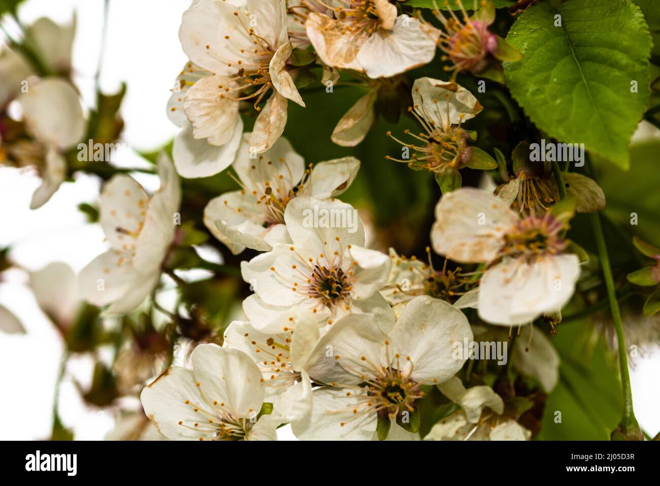 Spring flowering trees with white flowers in the garden. Spring ...