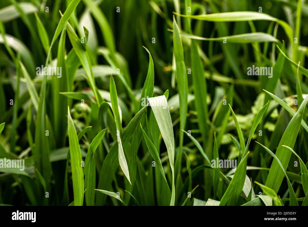 Detail of wheat field and farming concept Stock Photo - Alamy