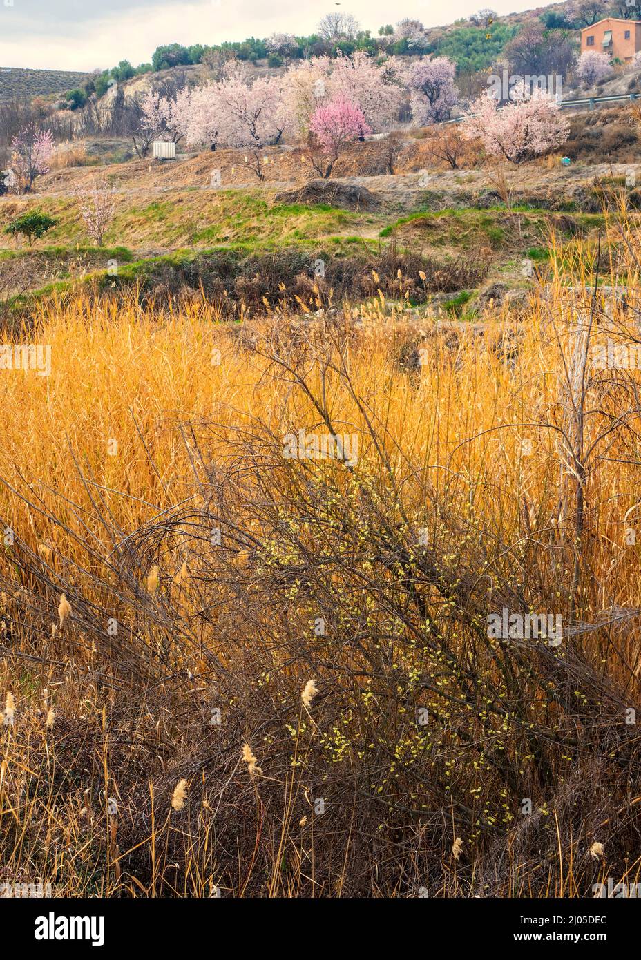 Spring arrives to the countryside of the town of Orce in Granada Stock ...