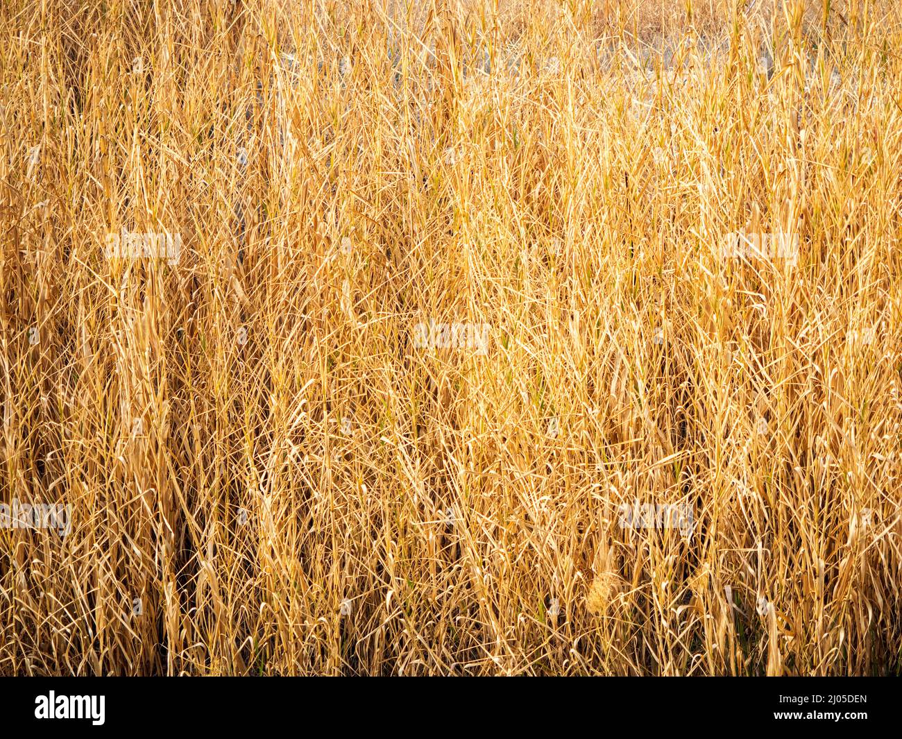 Spring arrives to the countryside of the town of Orce in Granada Stock ...