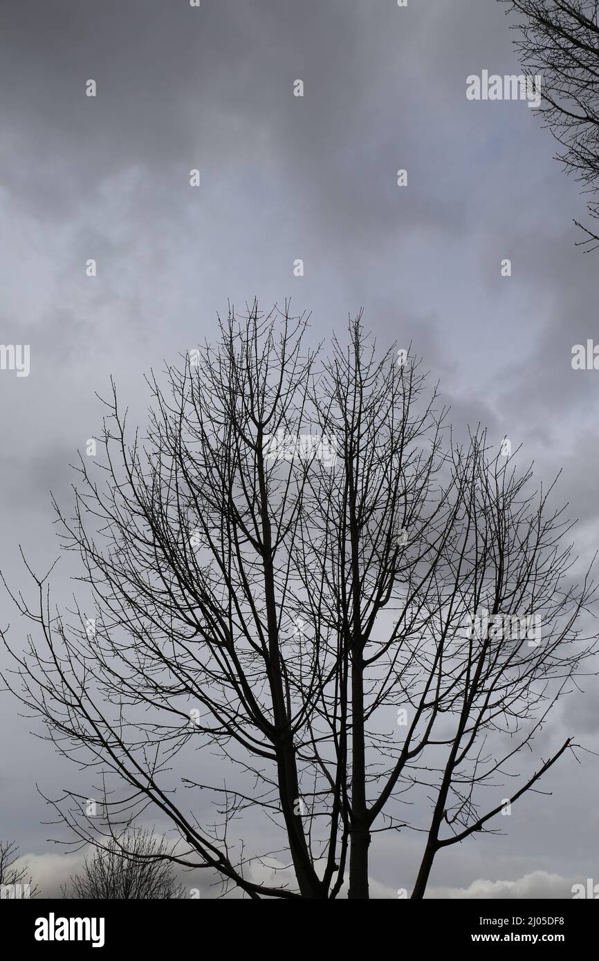 Nature Landscape Park Trees Birds Background Stock Photo - Alamy