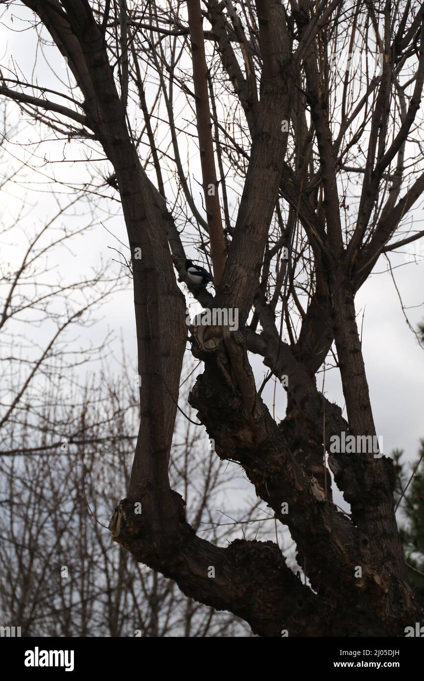 Nature Landscape Park Trees Birds Background Stock Photo - Alamy