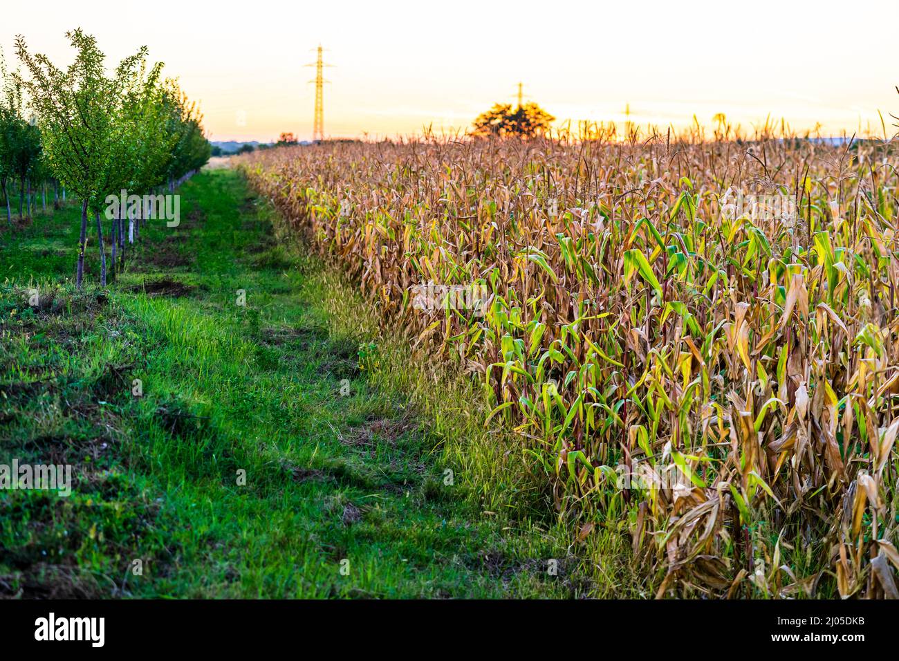 Corn plantation food. Corn field in agricultural garden Stock Photo - Alamy