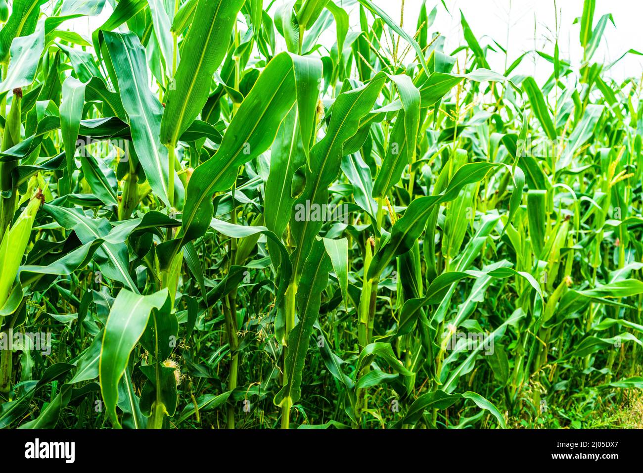 Sun lights over a green corn field growing, detail of green corn on ...