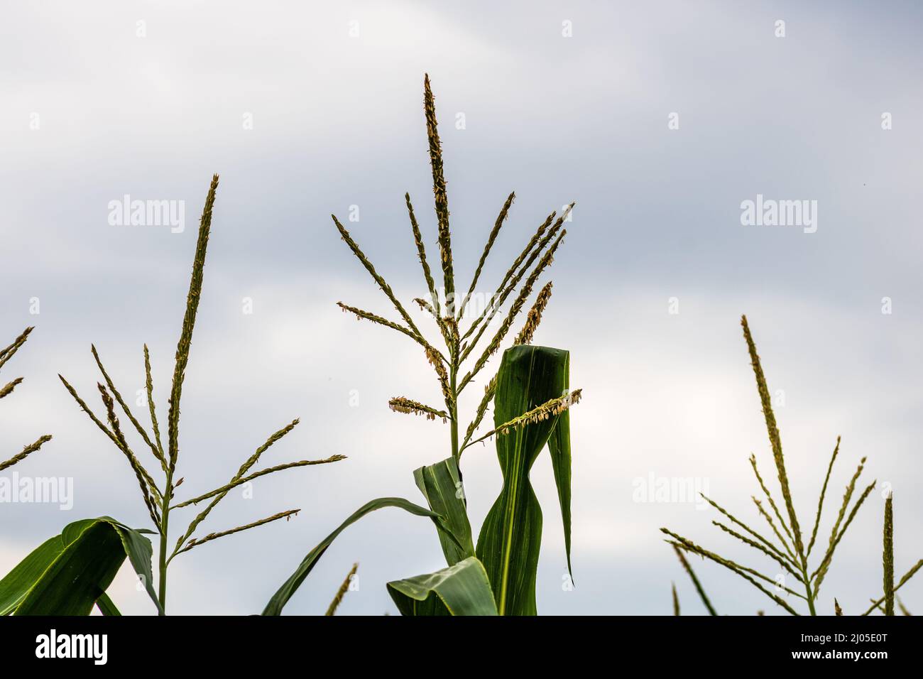 Sun lights over a green corn field growing, detail of green corn on ...