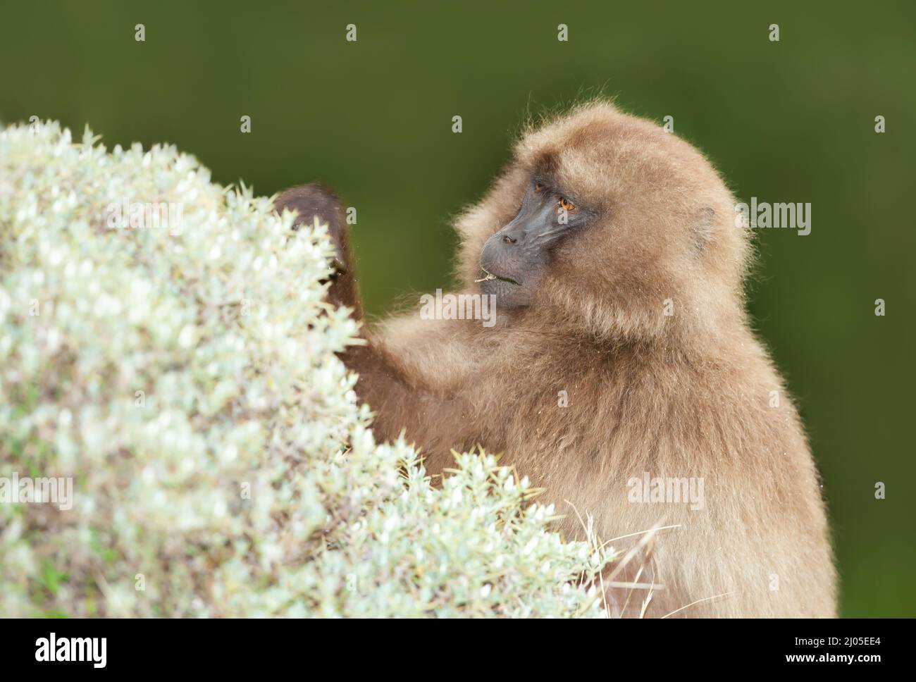 Monkey eating grass hi-res stock photography and images - Alamy