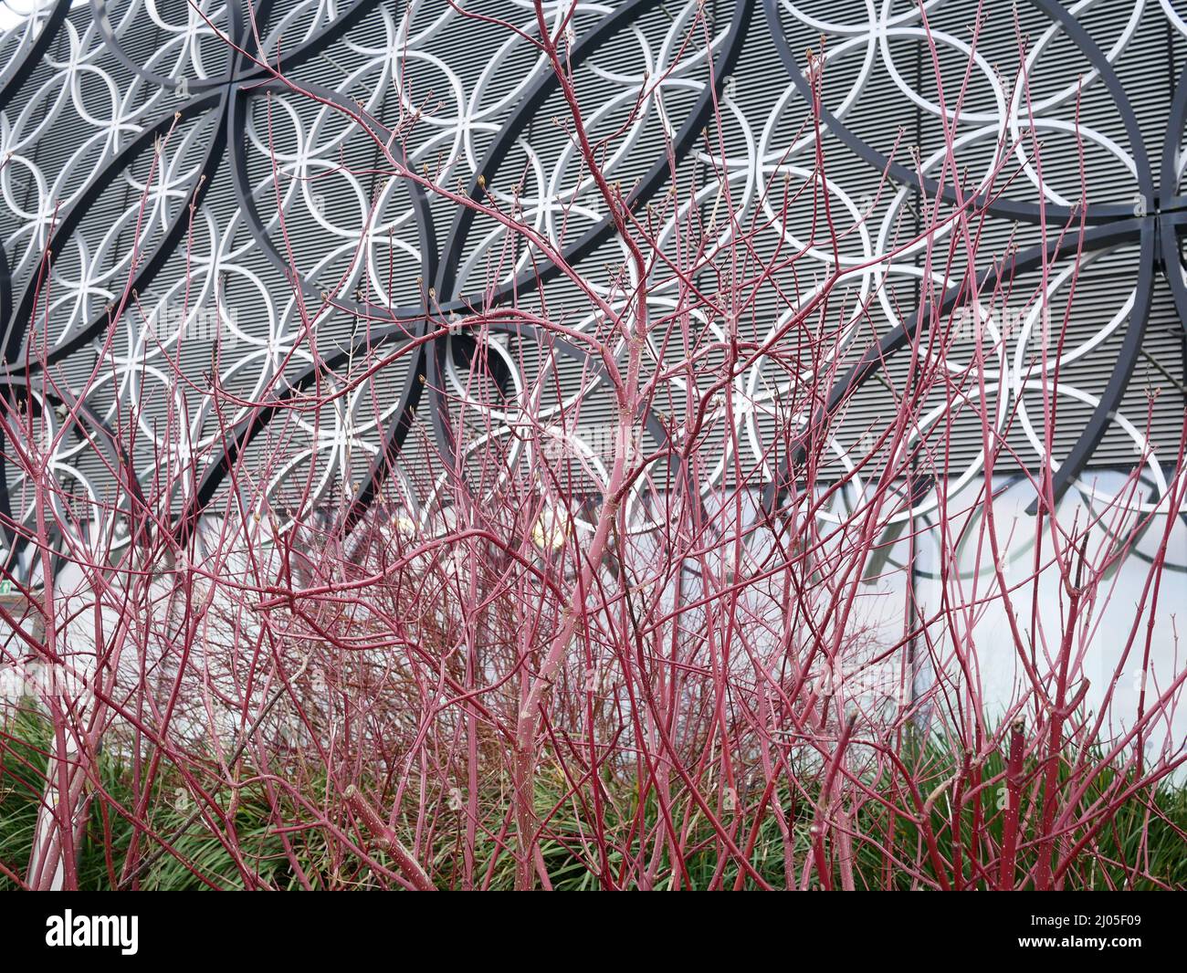 Birmingham Library secret rooftop garden terrace. Birmingham UK Stock ...