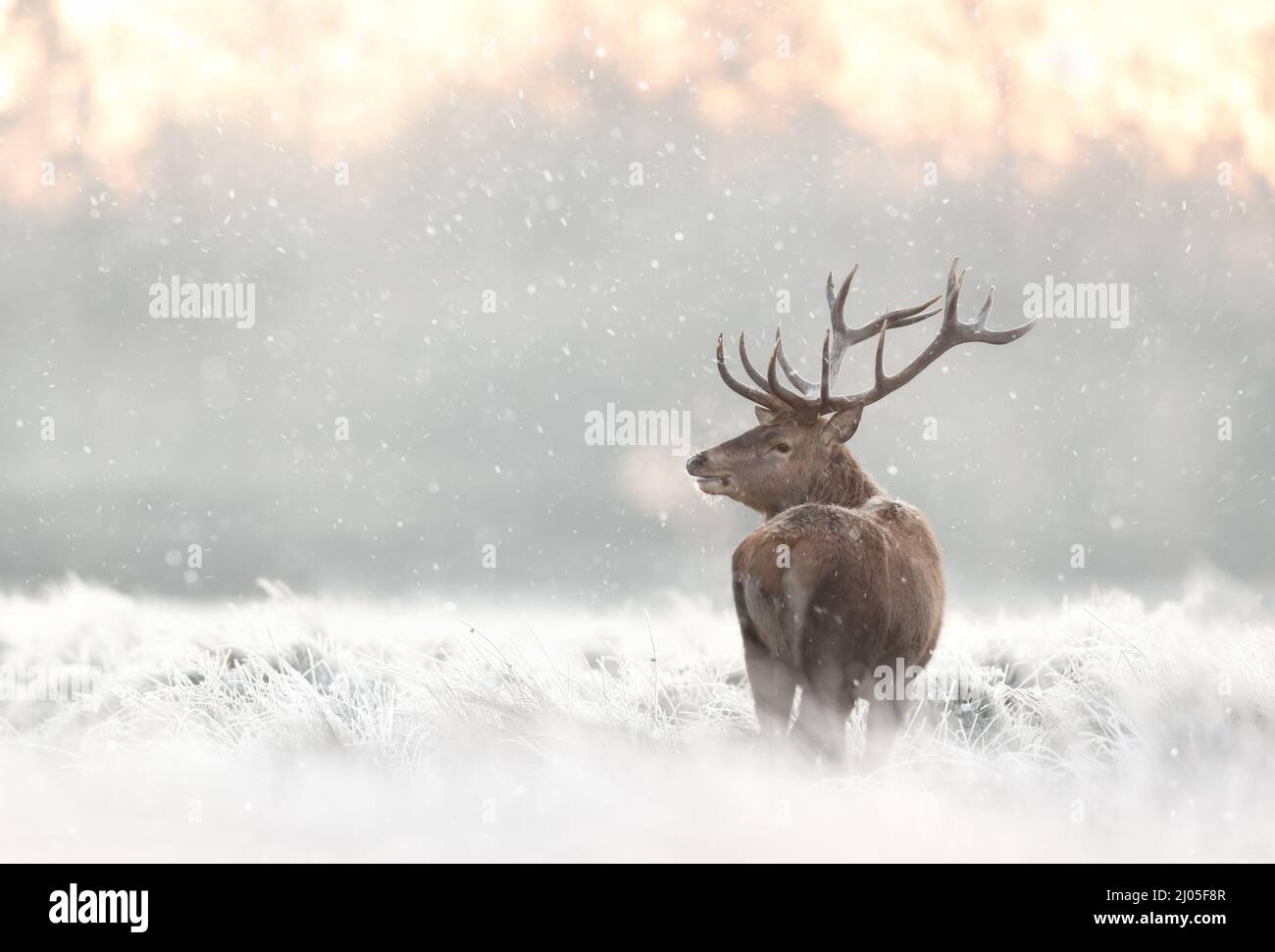 Close up of a Red deer stag in the falling snow in winter, UK Stock ...