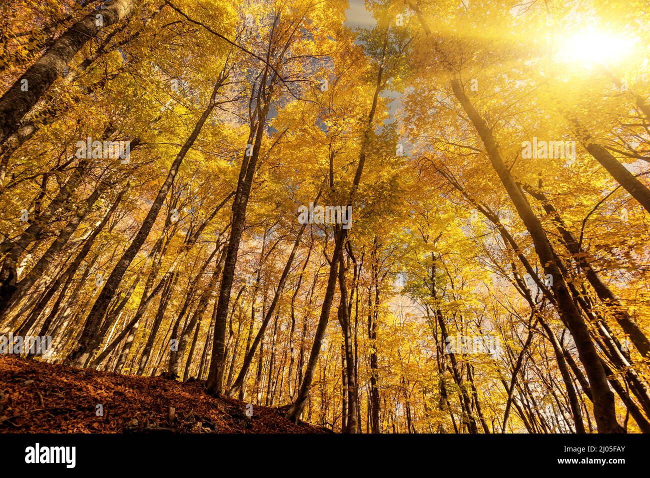 Majestic morning colorful forest. Autumn leaves. Crimea, Ukraine ...