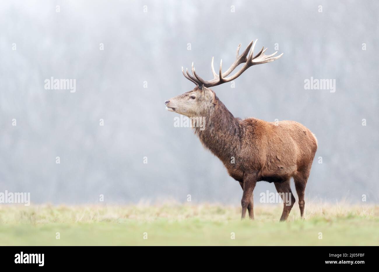 Close up of a Red deer stag in the falling snow, UK Stock Photo - Alamy