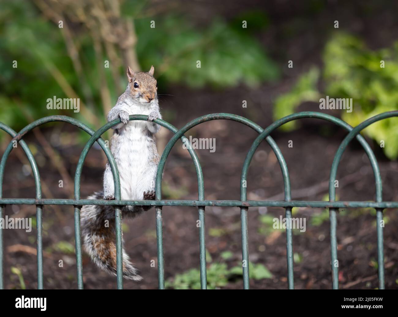 Grey squirrel on fence hi-res stock photography and images - Alamy