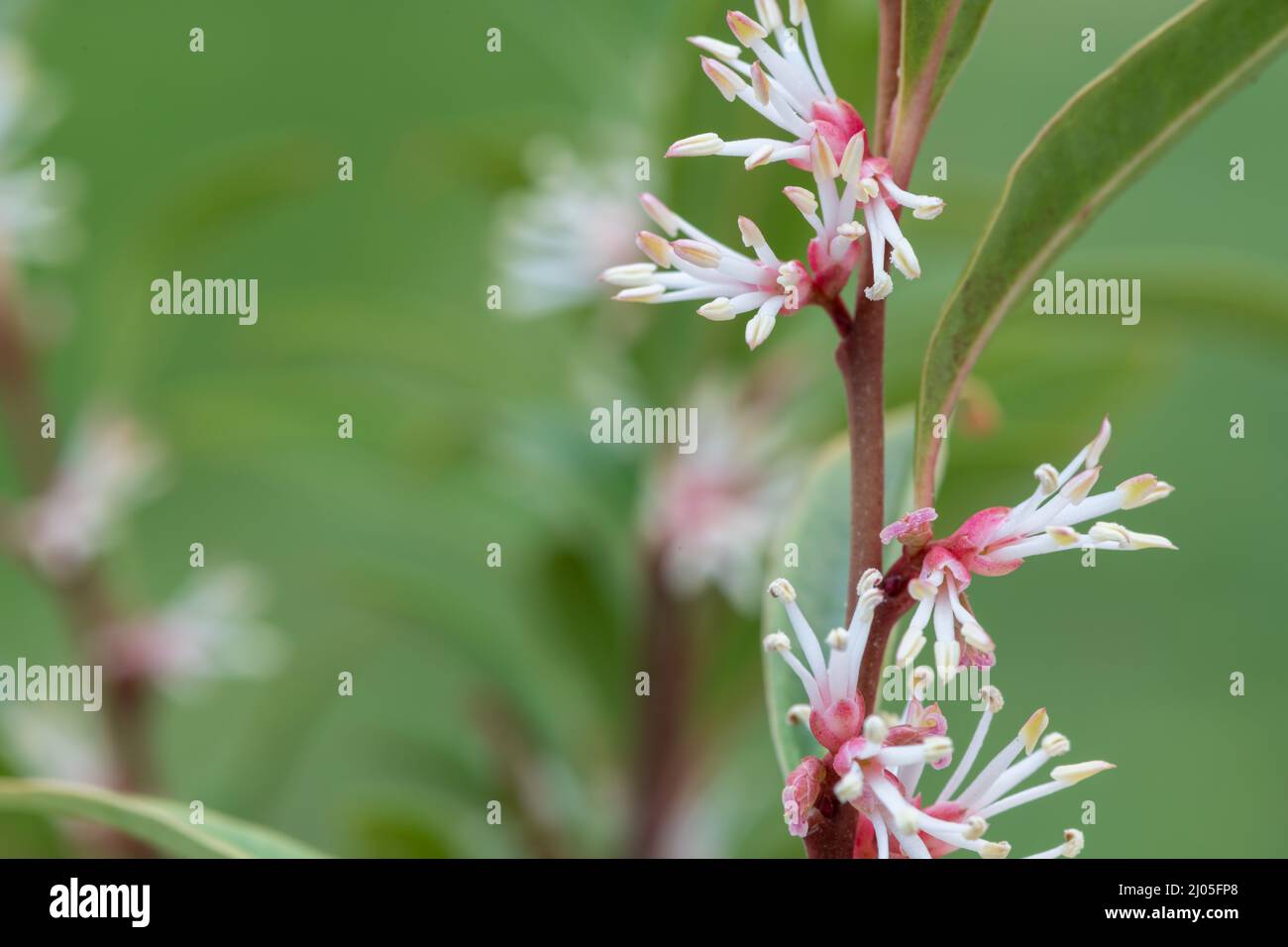 Macro shot of Himalayan sweet box (sarcocca hookeriana) flowers in ...