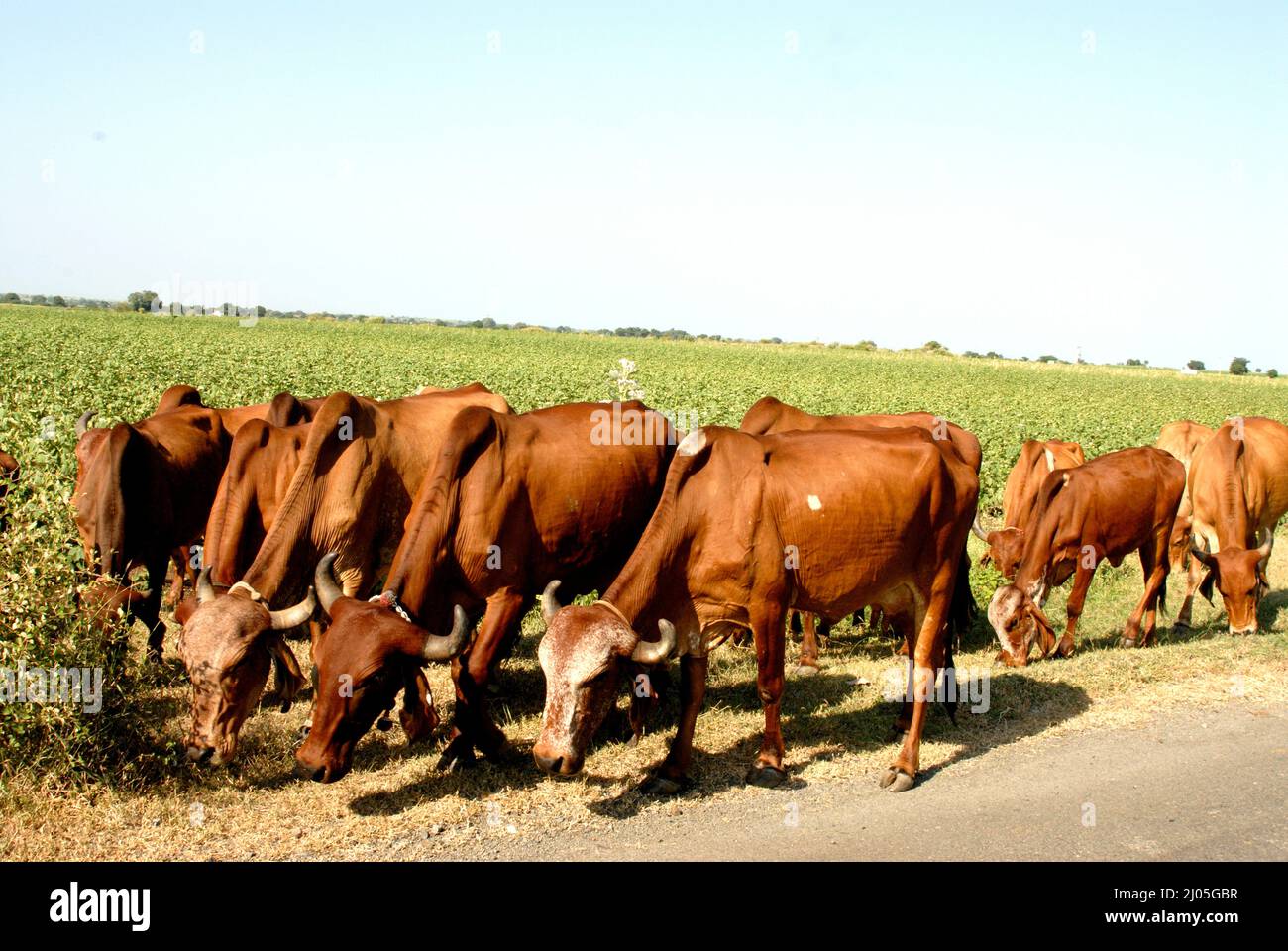 Amreli; Gujarat; india : Sep. 20; 2009 : Red Colour Hungry Indian Desi ...