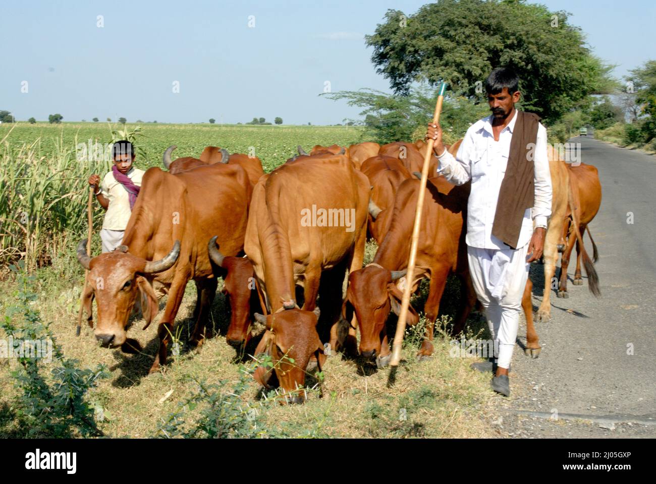 Desi cows hi-res stock photography and images - Alamy