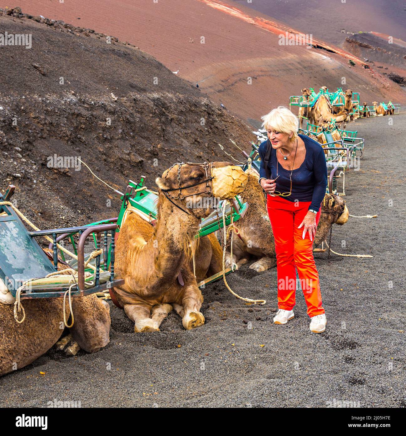 Senior ride camel hi-res stock photography and images - Alamy