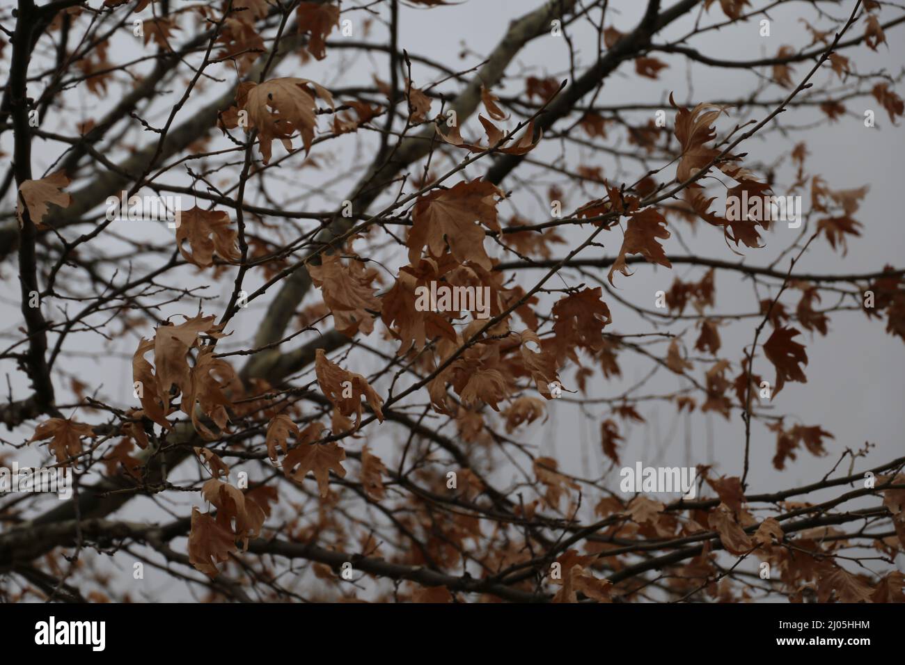 Nature Landscape Park Trees Birds Background Stock Photo - Alamy