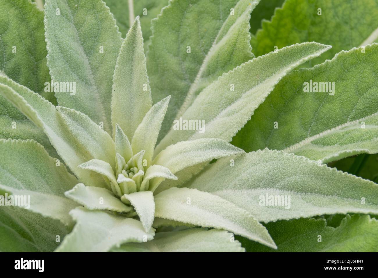 Mullein plant hi-res stock photography and images - Alamy