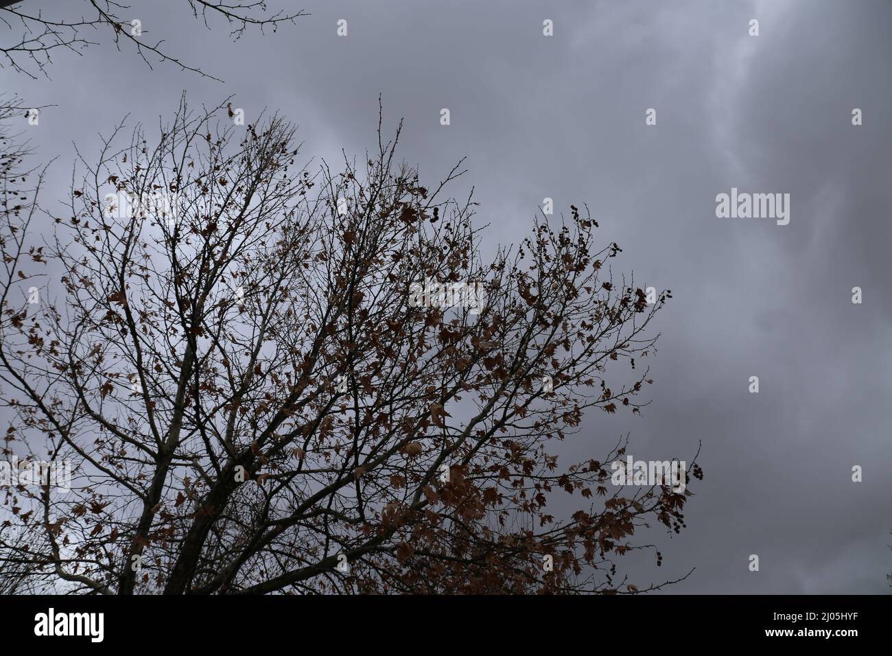 Nature Landscape Park Trees Birds Background Stock Photo - Alamy