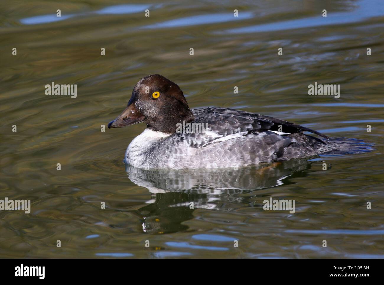A side profile of a Juvenile Male Goldeneye swimming in a green and ...