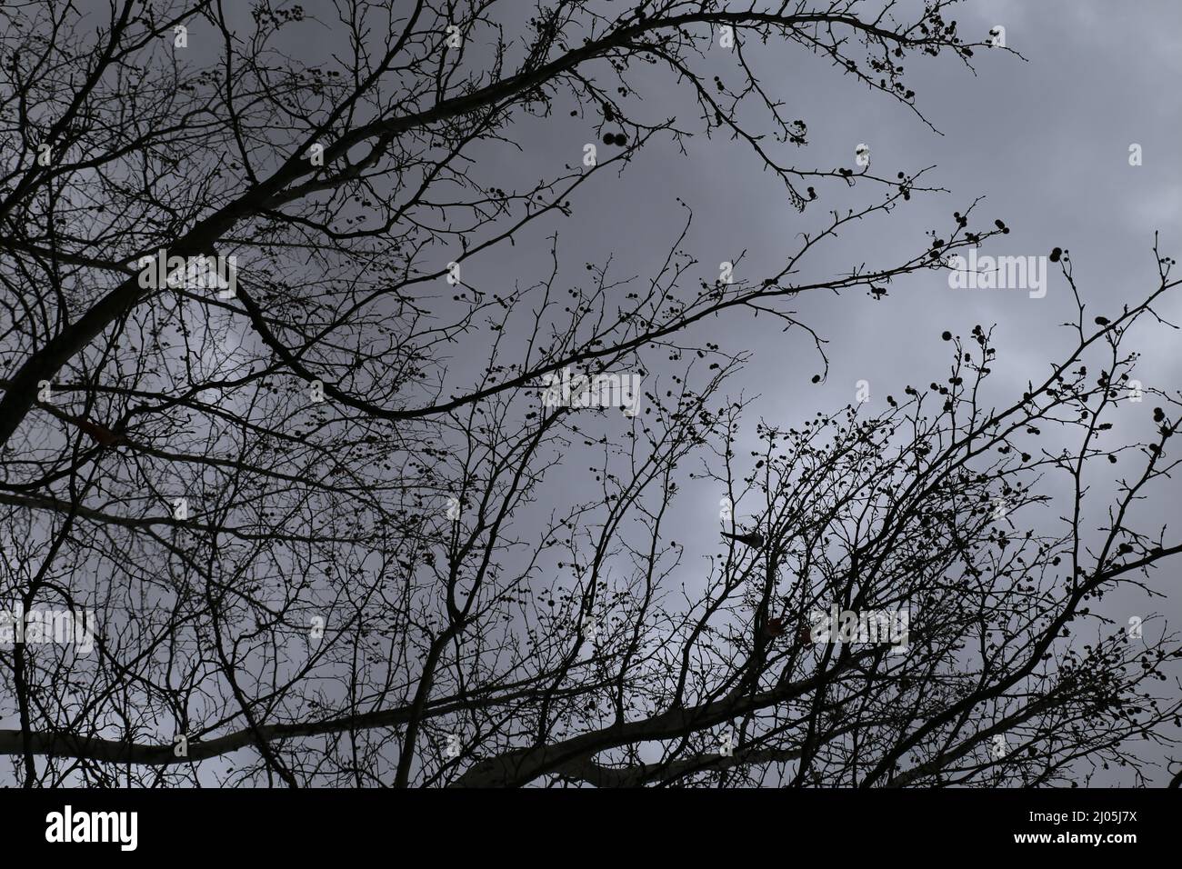 Nature Landscape Park Trees Birds Background Stock Photo - Alamy