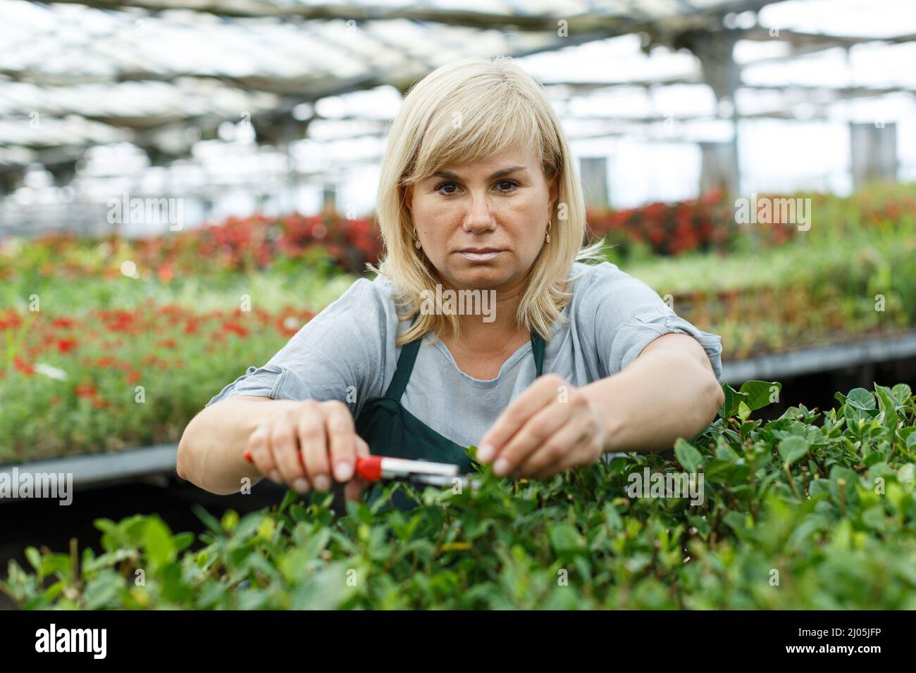 Mature woman taking care of plants gardenia with scissors in greenhouse ...