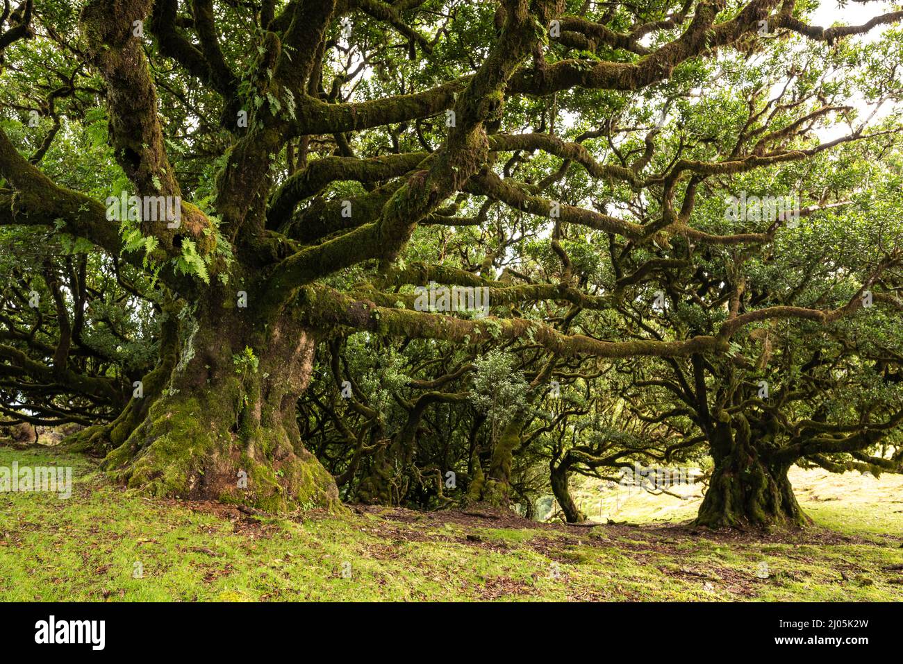 The mystic laurel forest of Fanal on Madeira island consists of ...