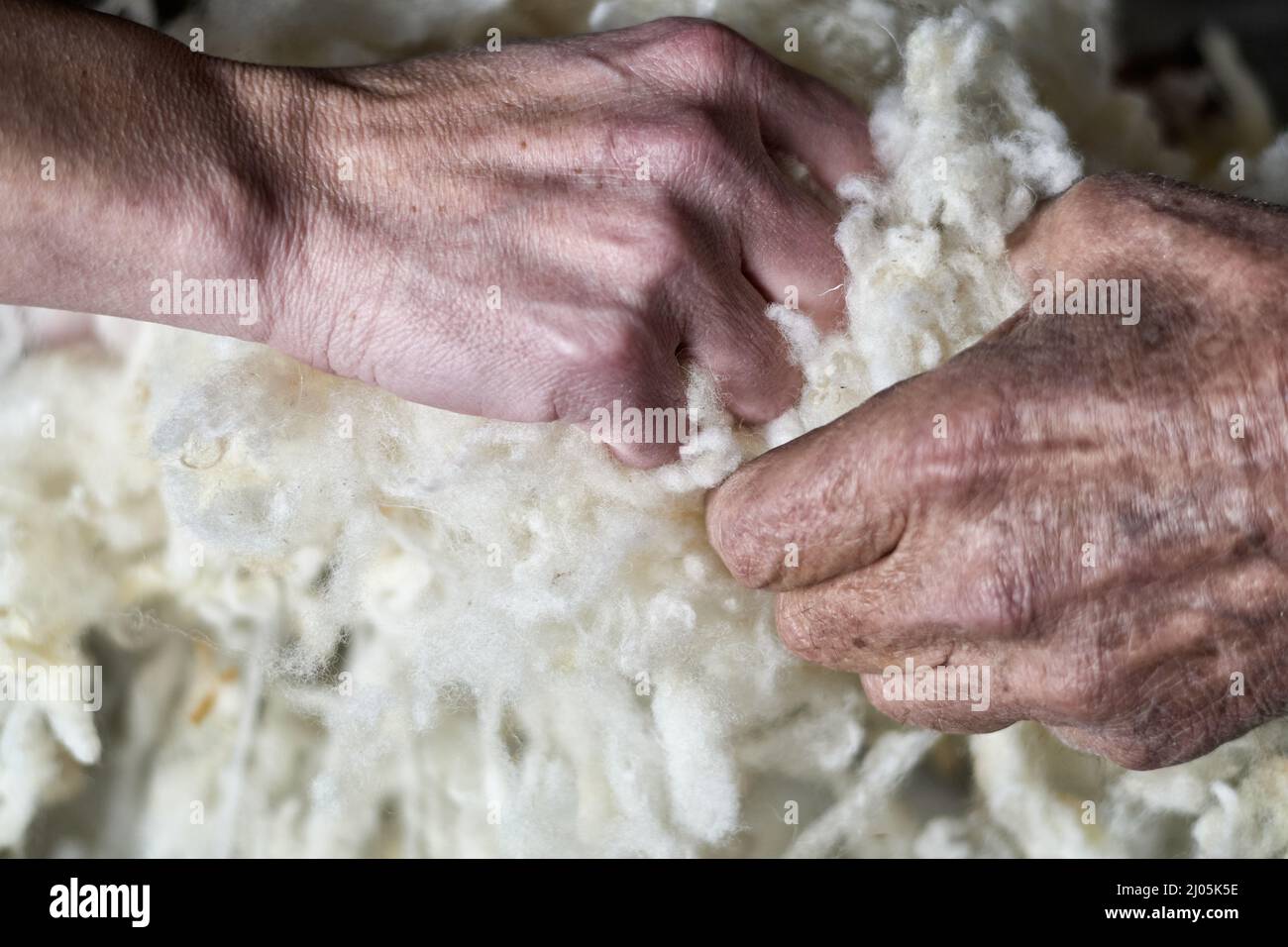 Hands touching Spanish merino wool before being used Stock Photo - Alamy