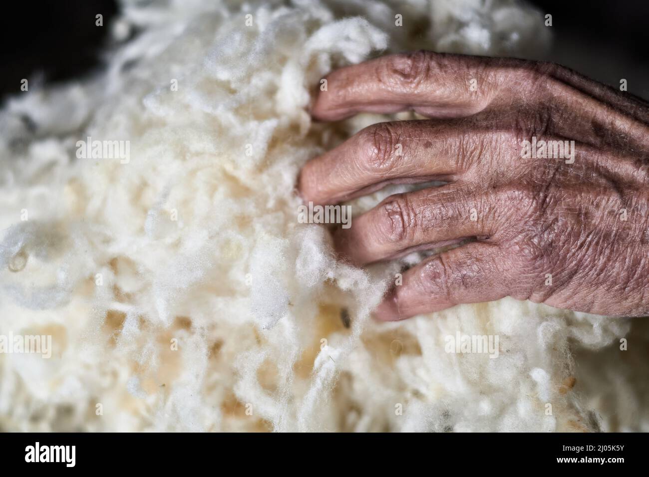 Hands touching Spanish merino wool before being used Stock Photo - Alamy