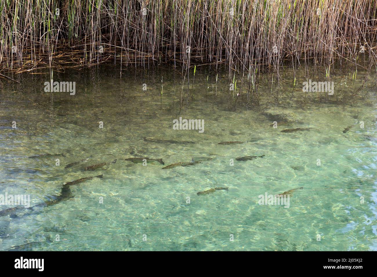 Lake ecological balance hi-res stock photography and images - Alamy
